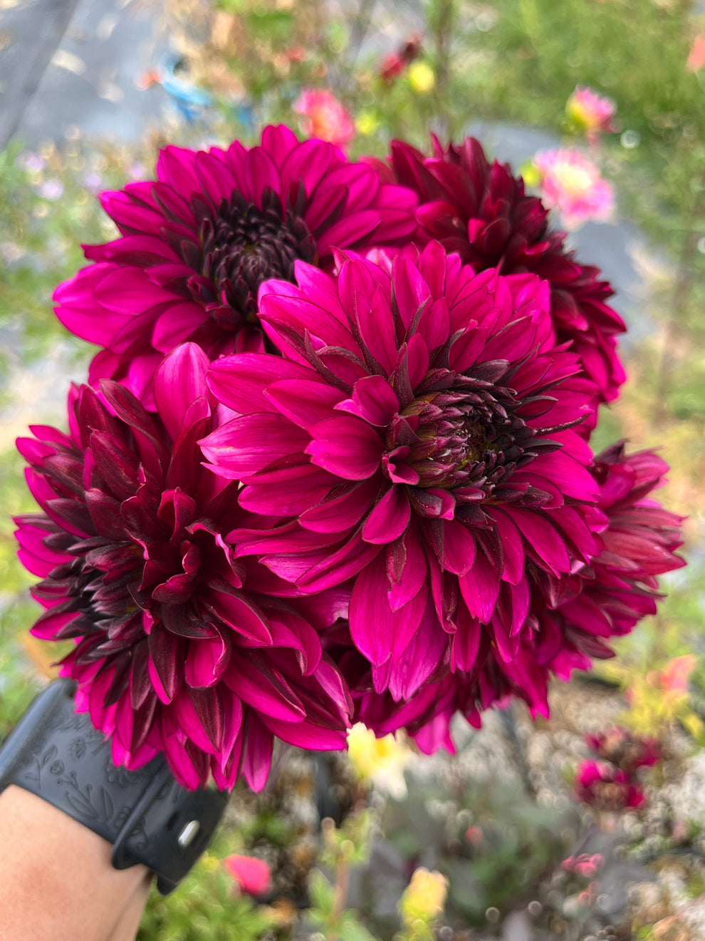 JENNIFER MARY ELLEN – Oasis Flower Farm