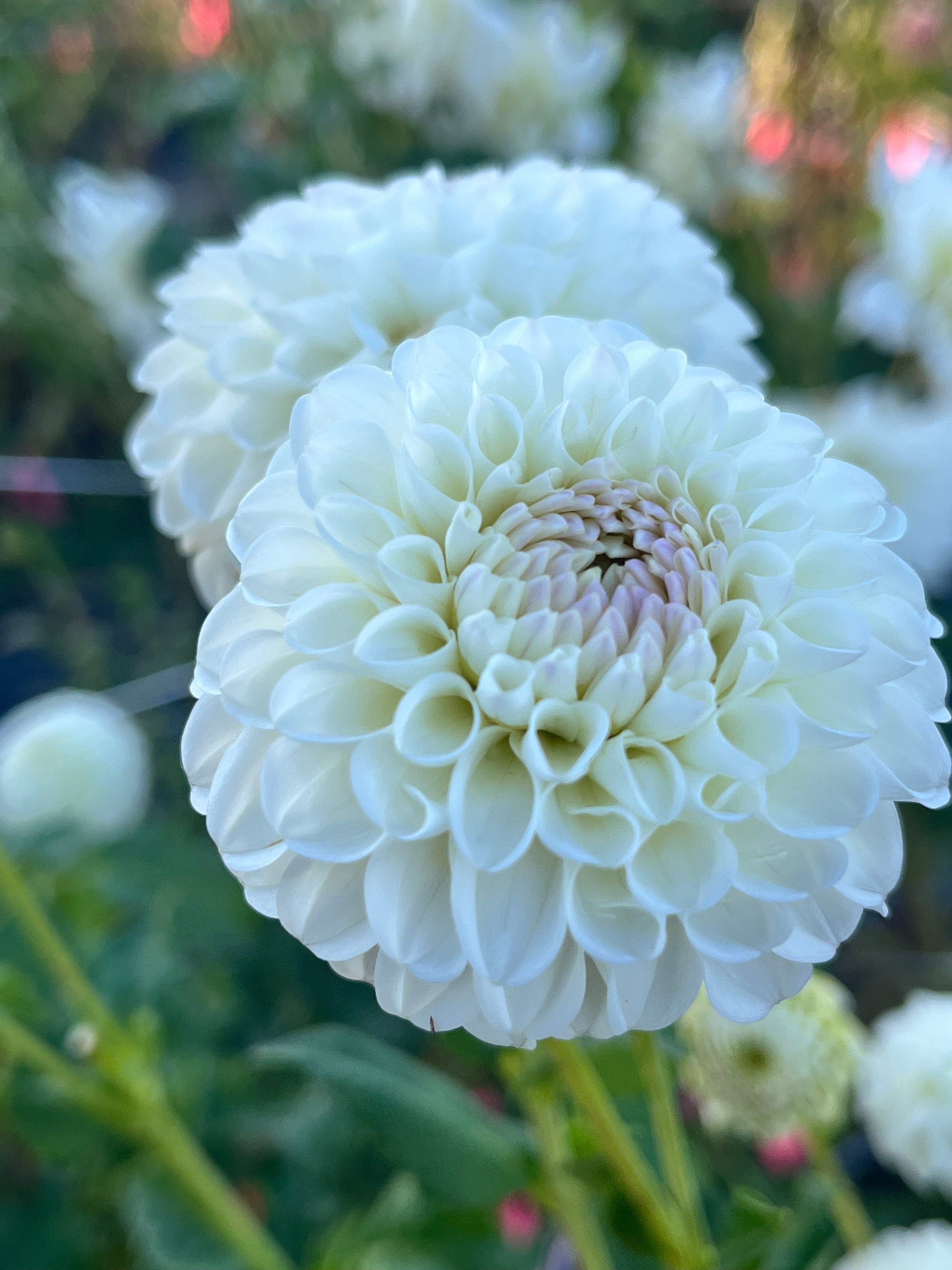 HOLLYHILL MISS WHITE – Oasis Flower Farm