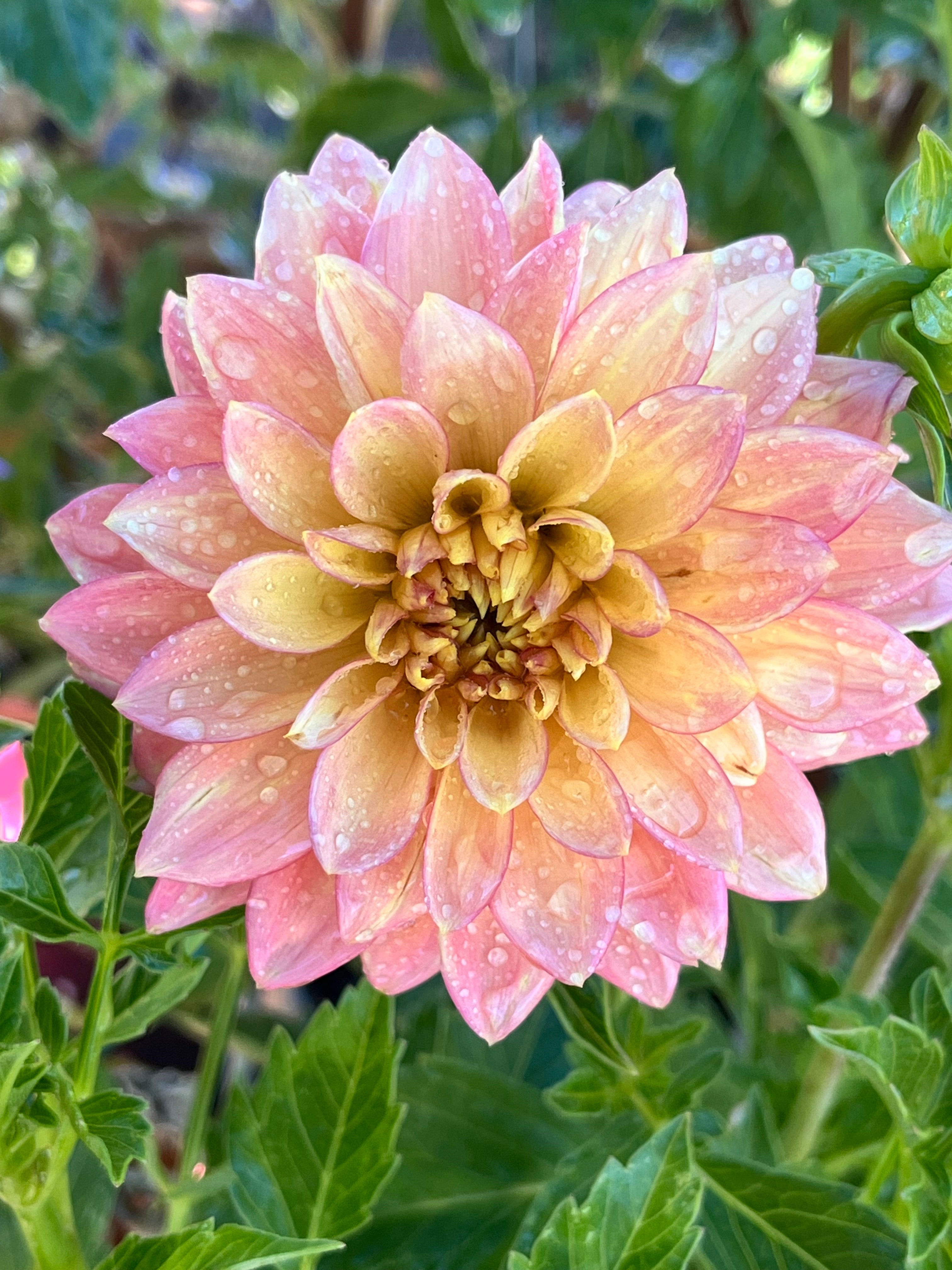 BLOOMQUIST VIGOR – Oasis Flower Farm
