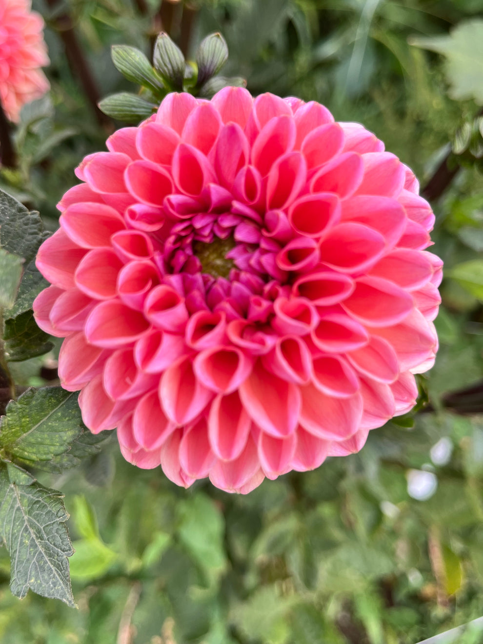 DAISY DUKE – Oasis Flower Farm
