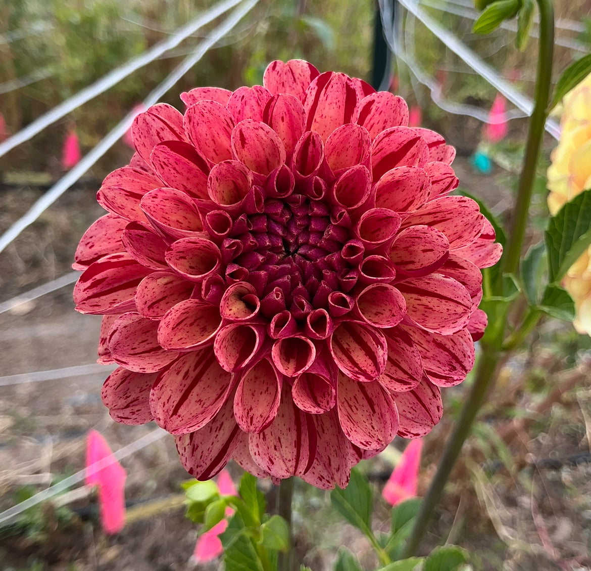 AMOROUS – Oasis Flower Farm