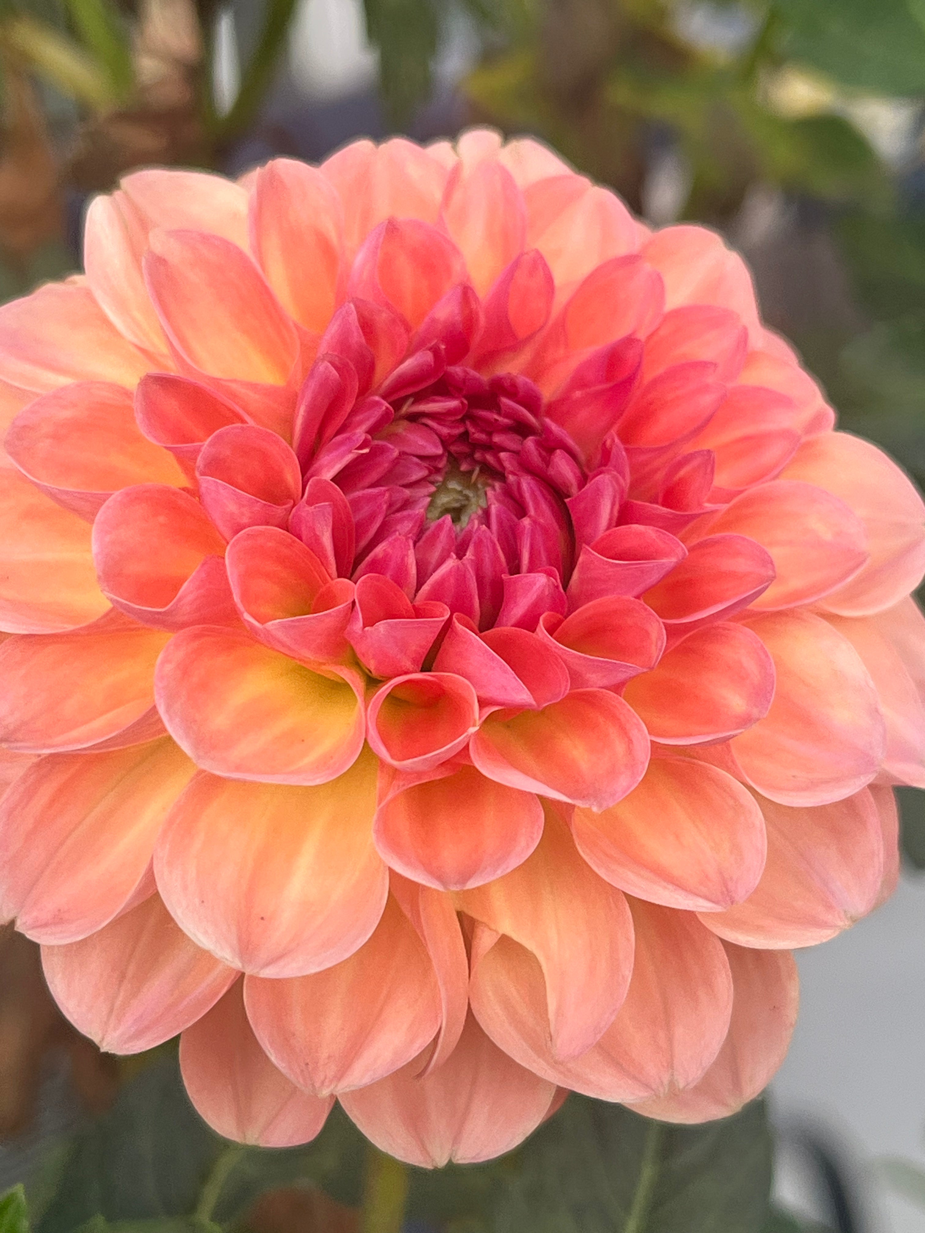 SEBASTIAN – Oasis Flower Farm